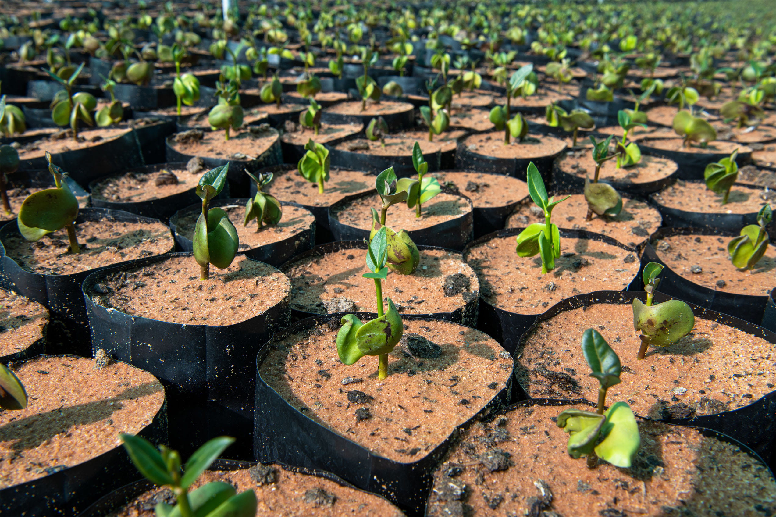 Sustainability | Aramco