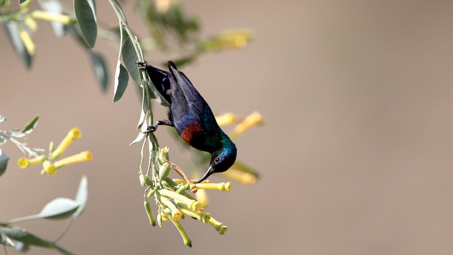 Minimizing environmental impact | Aramco