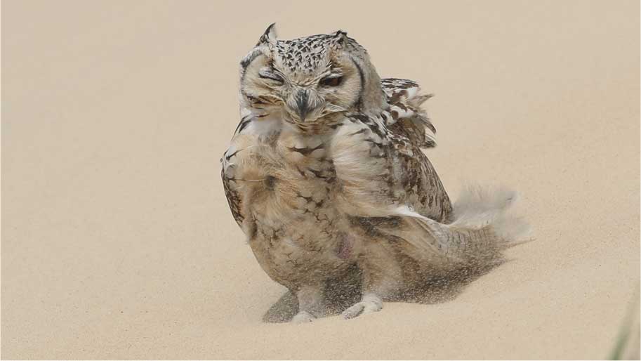 Protecting some of the favourite pitstops of Saudi Arabia’s migrating ...