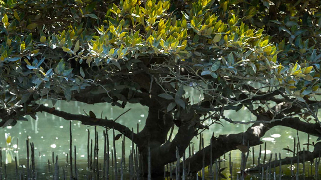 Where Energy is Opportunity | Aramco