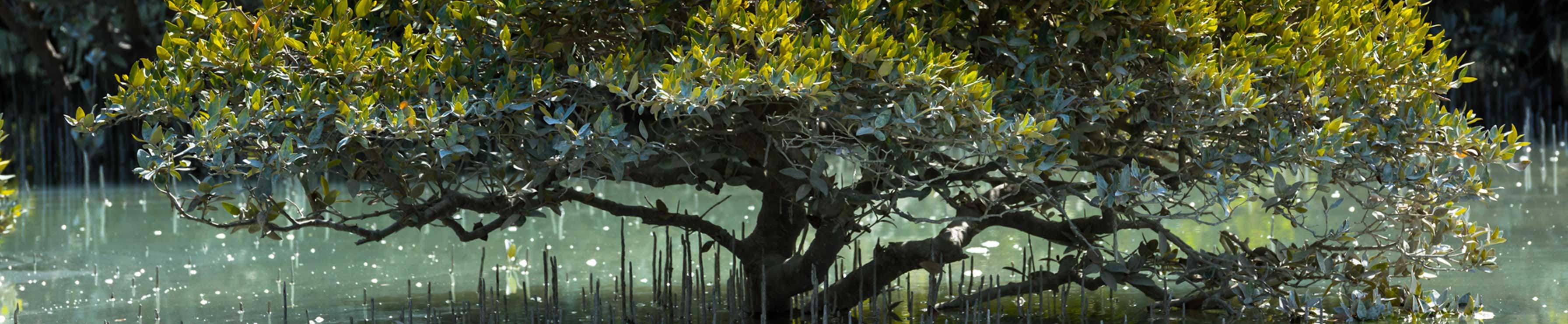 Where Energy is Opportunity | Aramco