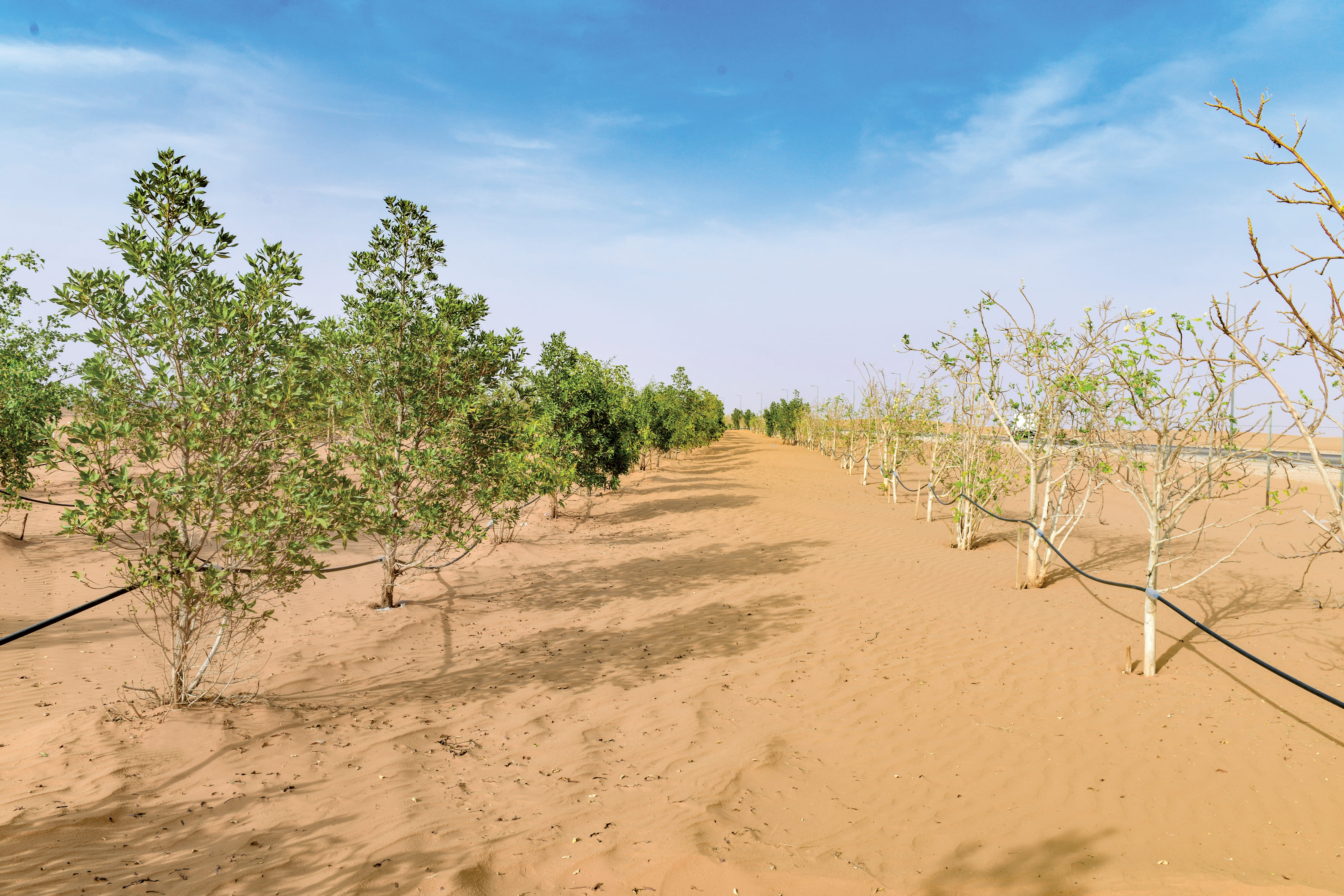 Reducing desertification with native trees | Aramco