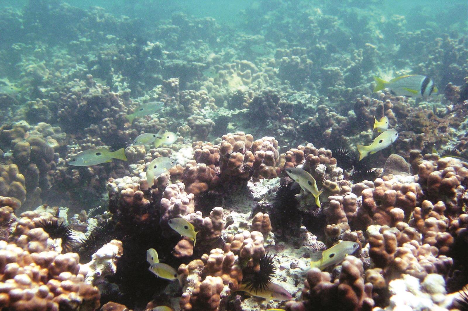 Manifa – Offshore and ocean technology | Aramco